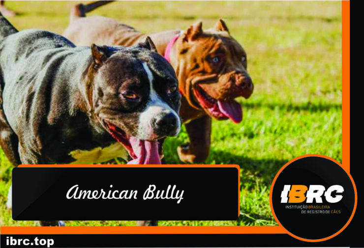 American Bully - IBRC - Pedigree - Instituição Brasileira de Registro ...